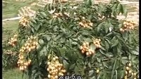鸡心黄皮果