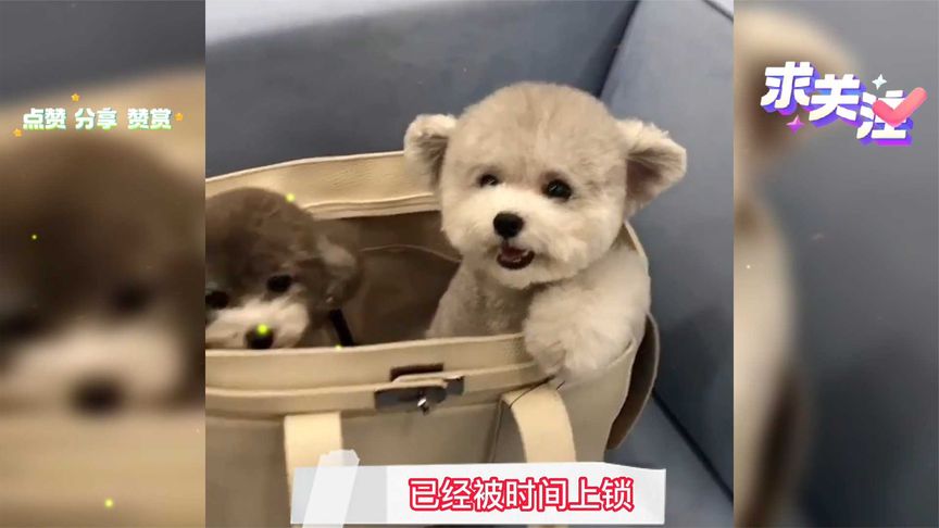 盘点全网小狗狗可爱瞬间,越看越喜欢!