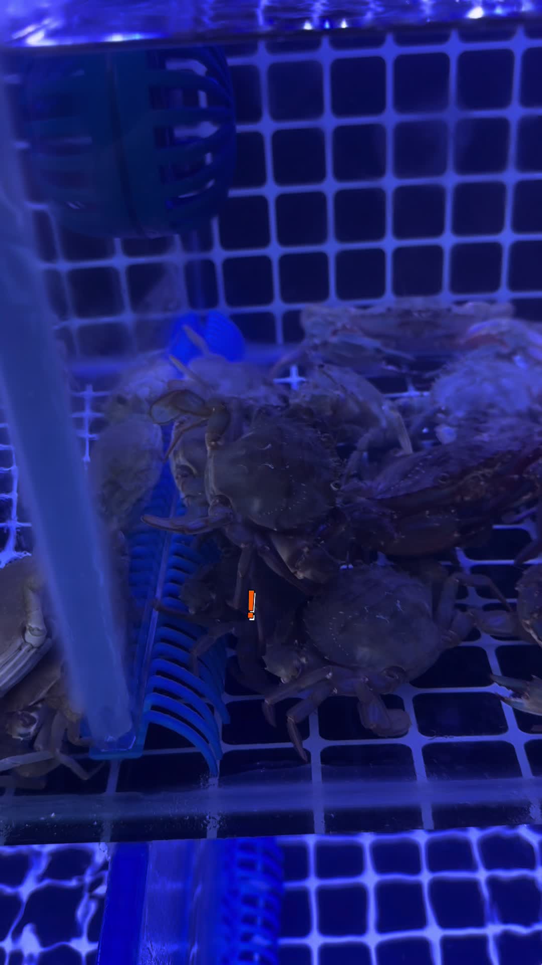 存养小技巧之V C的作用 水产V C在存养中通过增强鱼虾蟹免疫力、...