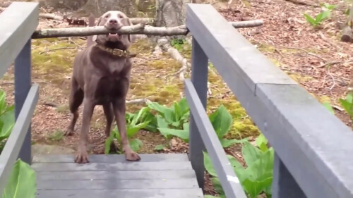 一根木棍会难倒一条狗吗?