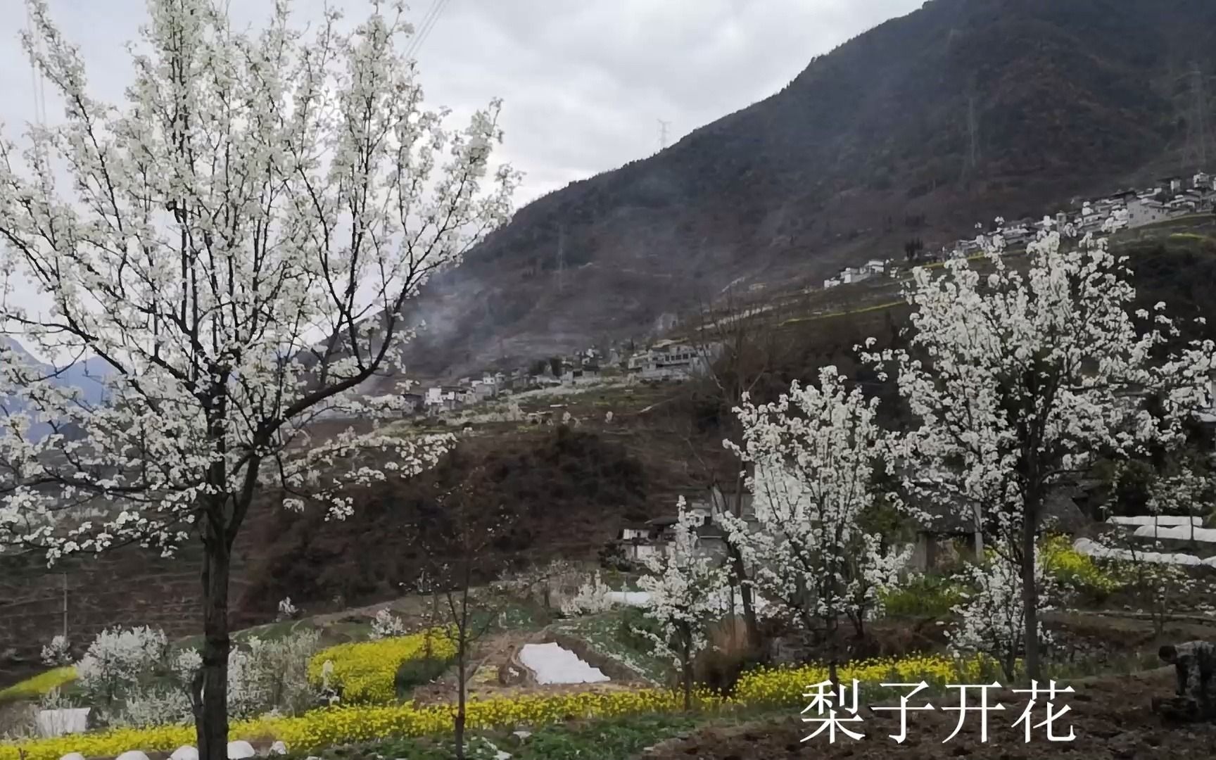 梨子的一生,从开花到结果
