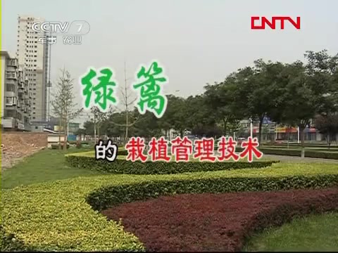 《农广天地》20120412绿篱的栽植管理技术无土草坪栽培技术