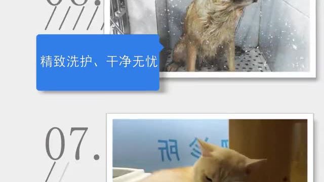 #宠物医院 ߘ�来咯来咯,官宣视频来咯