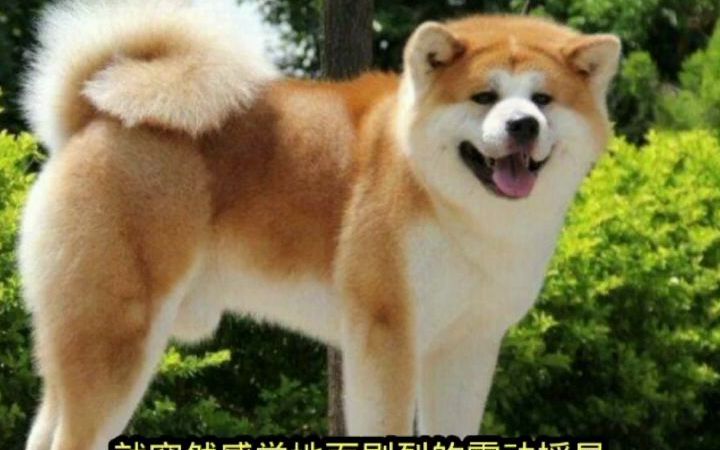 人有第六感吗?2004年印尼海啸前,出现3种异象,预示灾难来临?