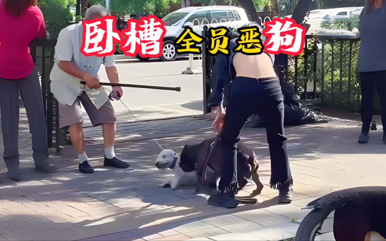 狗咬狗一嘴毛!震惊!两狗街头激烈厮打,场面混乱堪比动作大片