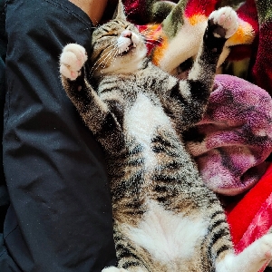 阿猫养不熟 