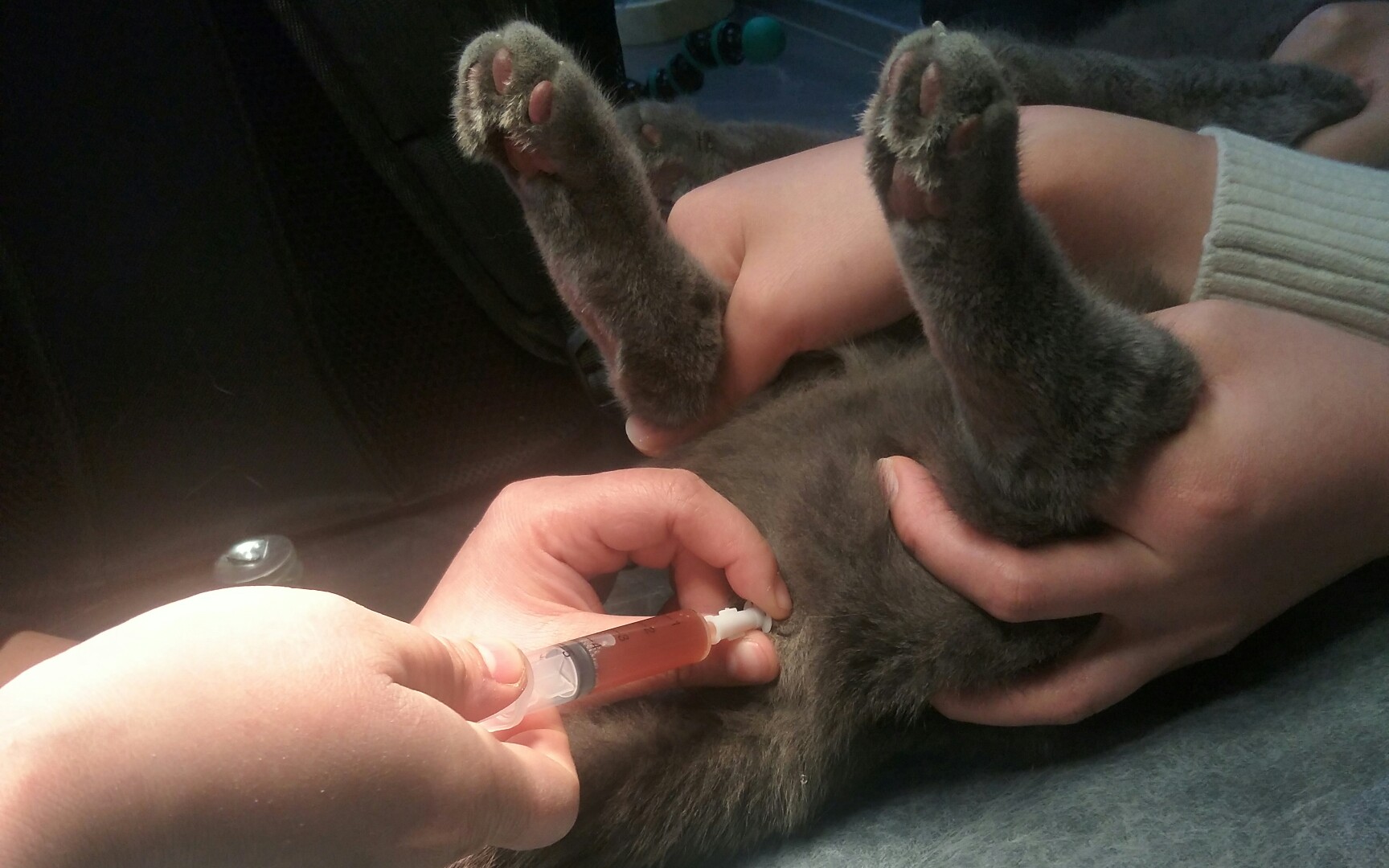 [英国短毛猫 尿血!] 尿道结晶!手术导尿,都管我不懂,所以导致禄禄尿不...