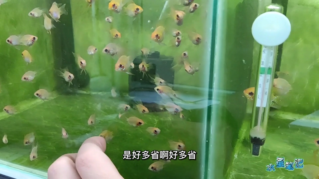 自己繁殖的鱼如何销售金波子亲鱼带苗自制孔雀鱼繁殖盒氧气枕冲氧