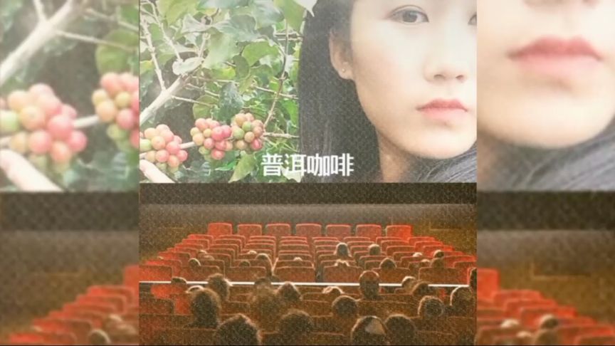 普洱咖啡种植环境展示!
