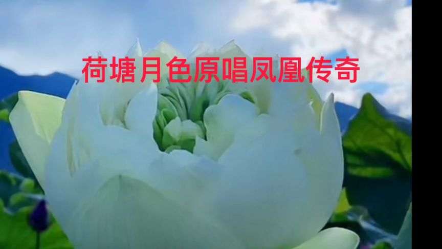 荷塘月色原唱凤凰传奇。出污泥而不染。美丽的荷花请你欣赏。