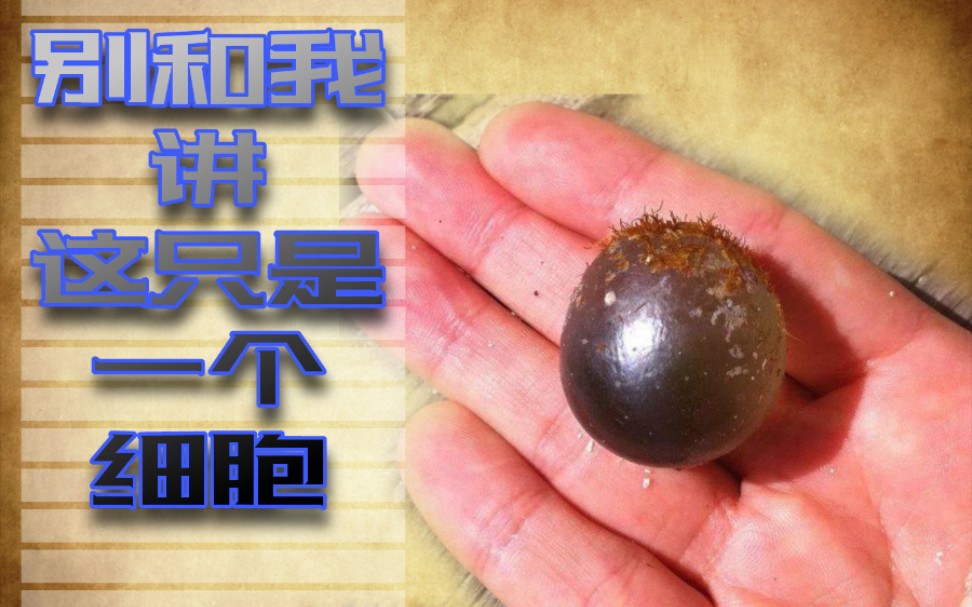 【科普】水手眼球-世界上最大的单细胞生物
