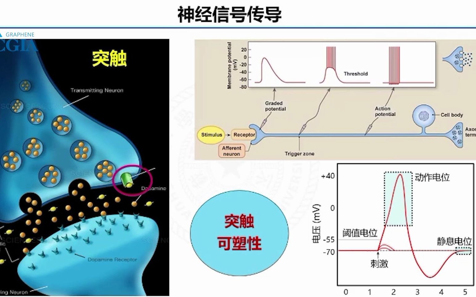 石墨烯如何模拟神经网络并进行神经信号传导!