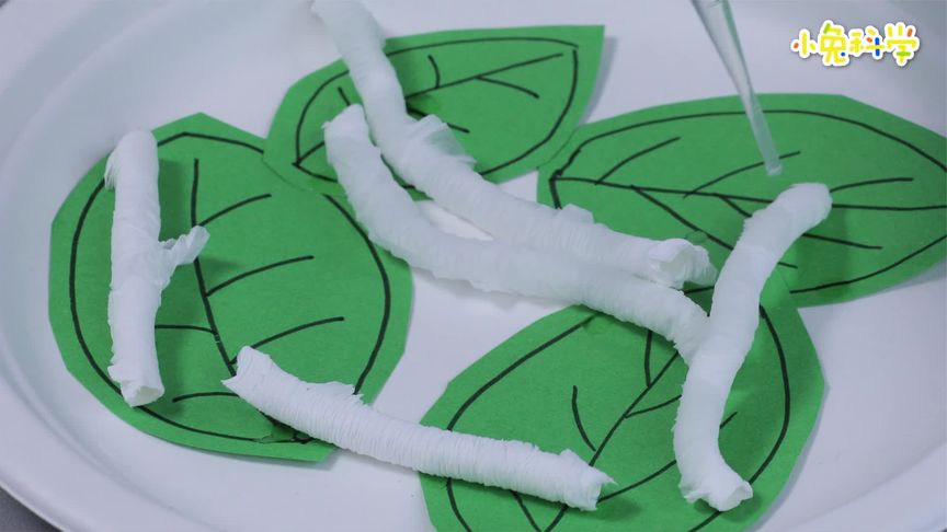 趣味实验丨蚕宝宝遇水活了?孩子看它比动画片还过瘾!