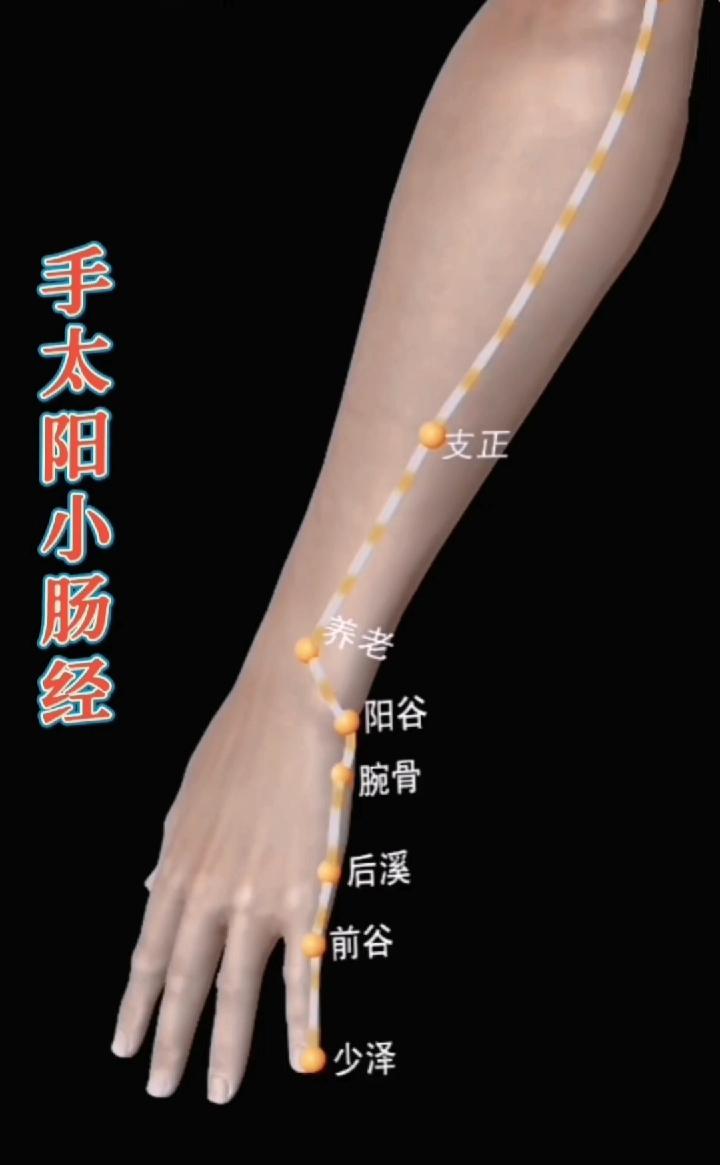 【十二经络对症养生】手太阳小肠经