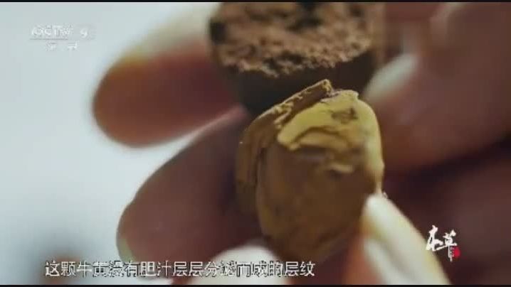 看同仁堂安宫牛黄丸如何挑选药材牛黄,每一个步骤都是精挑细选