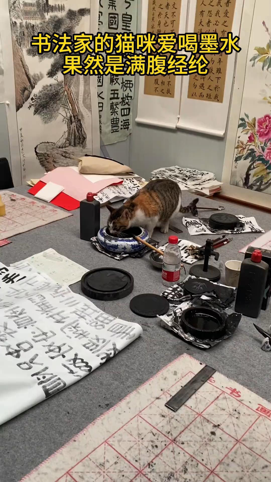 书法家的猫咪爱喝墨水,果然是满腹经纶