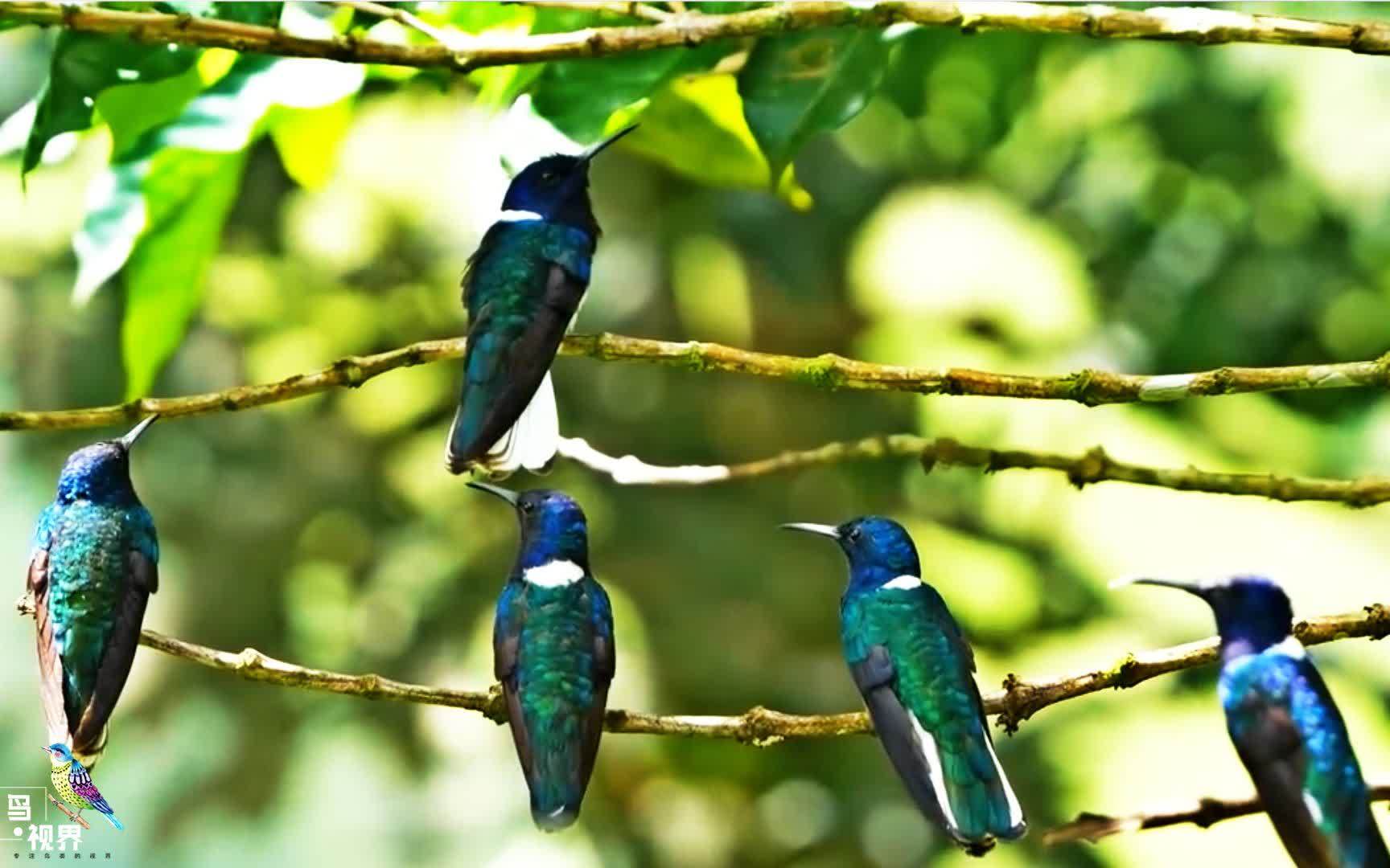 高清拍摄森林中漂亮的鸟(四),聆听鸟鸣,感受大.
