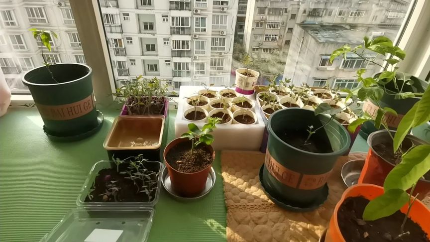 播种一个半月了,西红柿苗长得非常粗壮。可以移栽大盆啦!