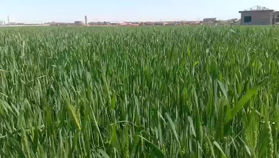 久旱逢甘霖,麦子开始欢快的生长