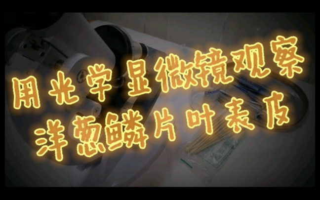 用光学显微镜观察洋葱鳞片叶表皮