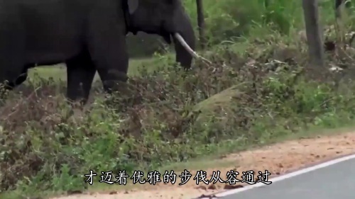 大猩猩向游客展示电网安全通行技巧,背后无人知的智慧故事!