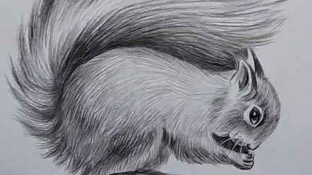 简单易学的素描动物小松鼠画法