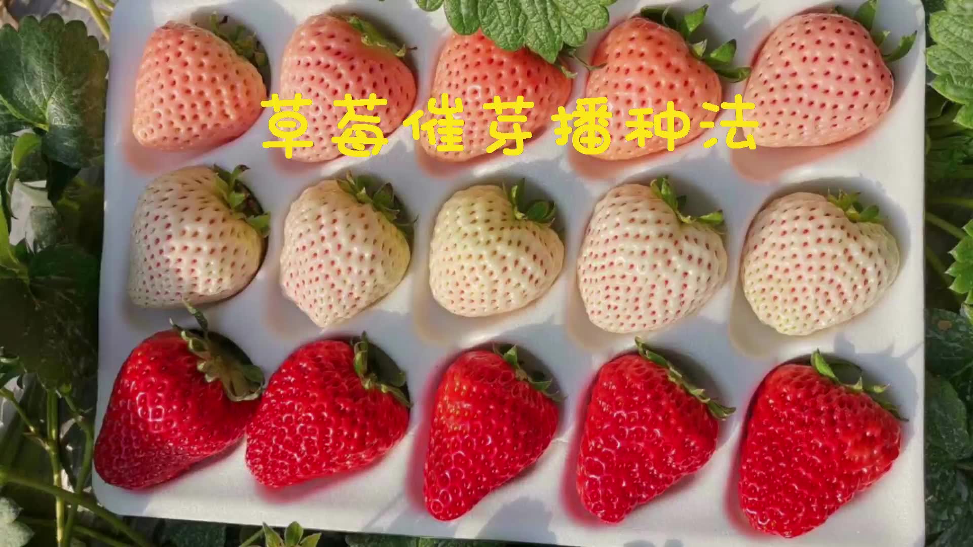 草莓催芽播种新手教程 简单实用管理科学,适合阳台族