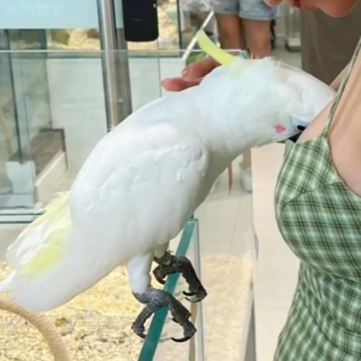 鹦国大力士葵葵 