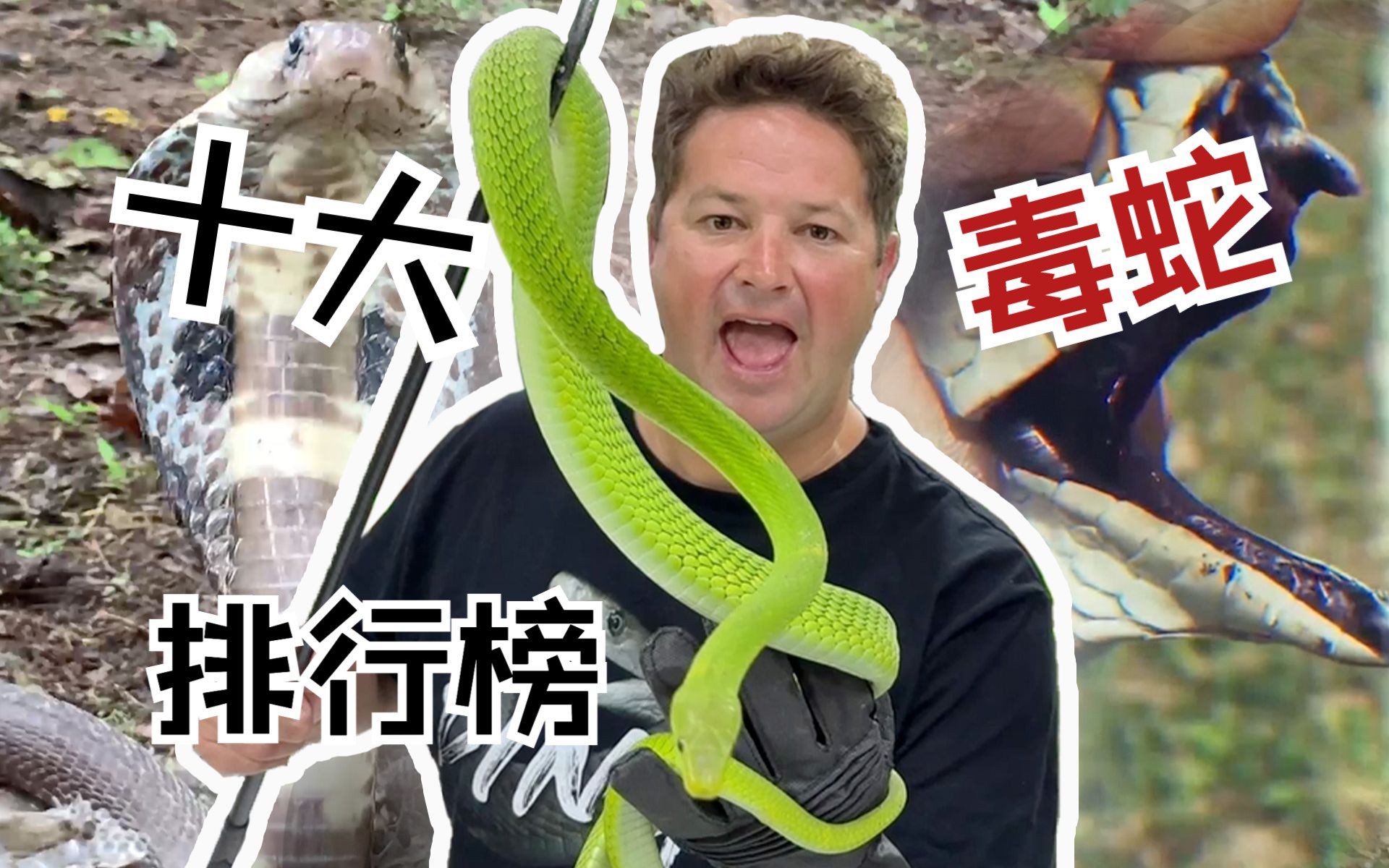 南非蛇语者Dingo官方入驻B站|硬核科普世界十大毒蛇排行榜之中华蝮:...