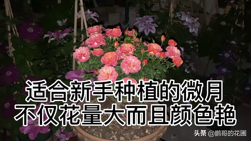 新手适合种植的微月,只需稍加养护,别看它小,也能轻松爆盆