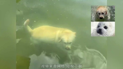 还以为是一条大鱼,原来是一条狗,狗子:忍不住化身一条固执的鱼