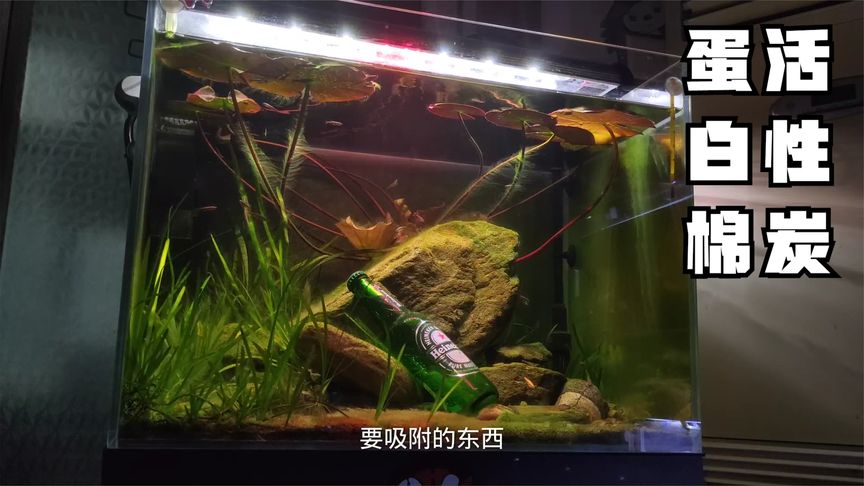 蛋白棉活性炭可有效解决黄水,活性炭更是净水好物,能长期使用吗