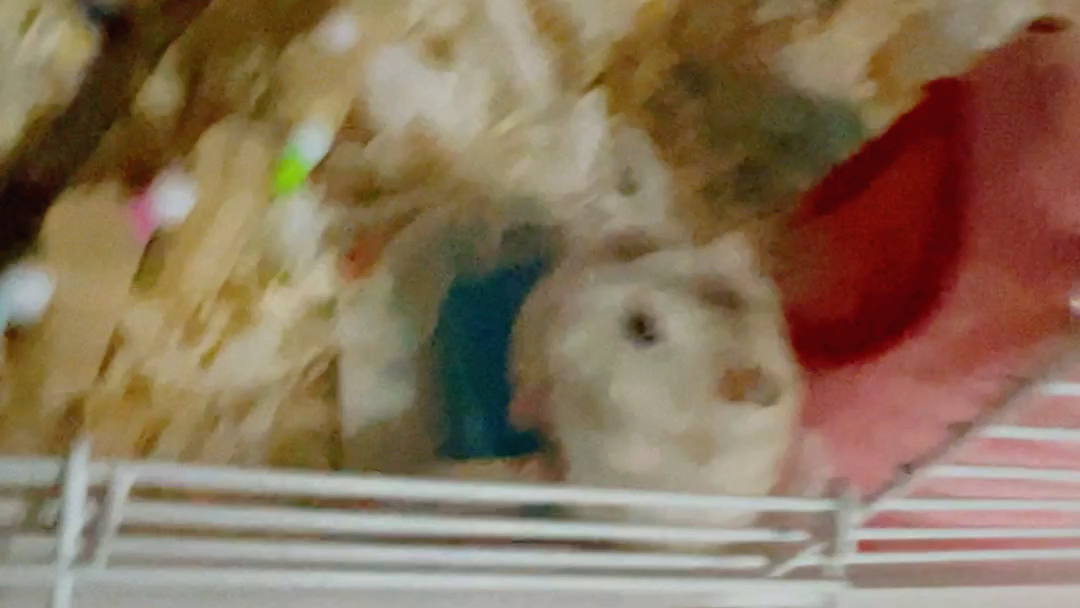 绒茸宝日常之太吵,睡不着