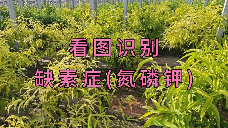 大量元素氮磷钾缺乏在茄子,辣椒,黄瓜上的表现,及处理措施。