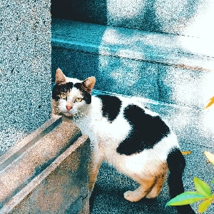 一新花芥子 