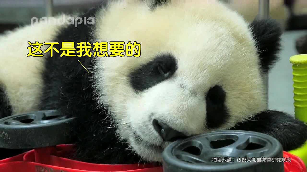 小熊猫成长历程,从那么小的熊猫长那么大了,看着好可爱