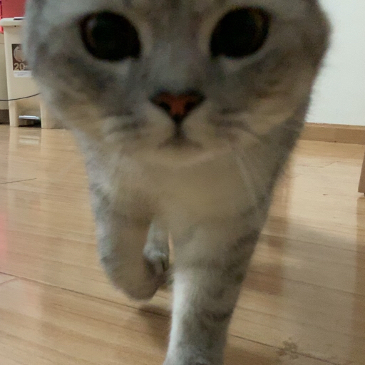 玲家萌寵 