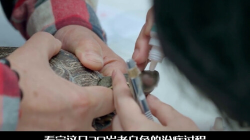 看完30岁乌龟的治病过程,才知宠物性格真会随主人!