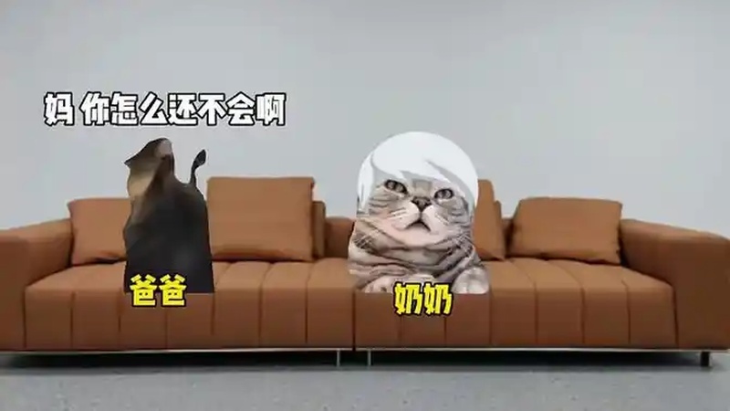 猫回家计划与老年人的心理学分享