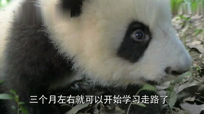熊猫宝宝从出生到长大的过程,还是三四个月的熊猫最呆萌,可爱