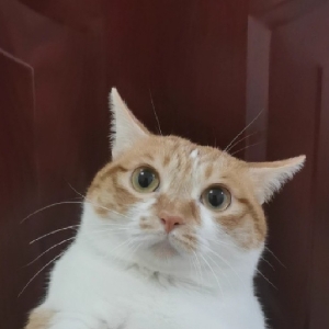 蛇皮耗子 