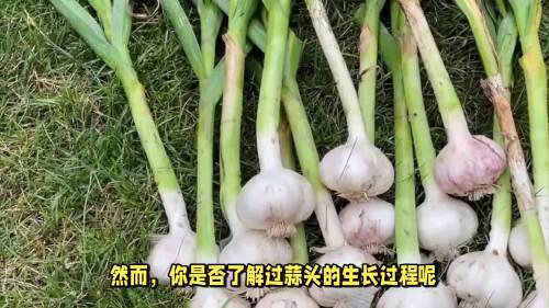 蒜头的生长过程:从种子到收获的奇妙旅程