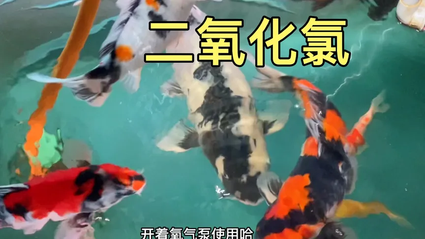 养锦鲤杀菌消毒的好帮手——二氧化氯!本期用法,浓度,注意事项