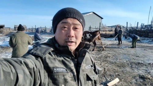 冬天能冻住肉了,村里养殖户把不用的公牛处理掉,朋友们都来帮忙