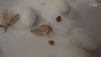 破茧而出蚕蛹变蚕蛾过程