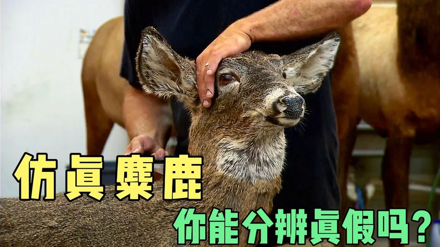 仿真动物模型制作:仔细一看大有蹊跷,你能分辨真假吗?
