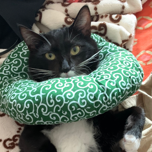 老姐猫小惠 