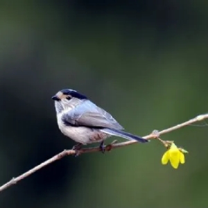 花枝雀文化 