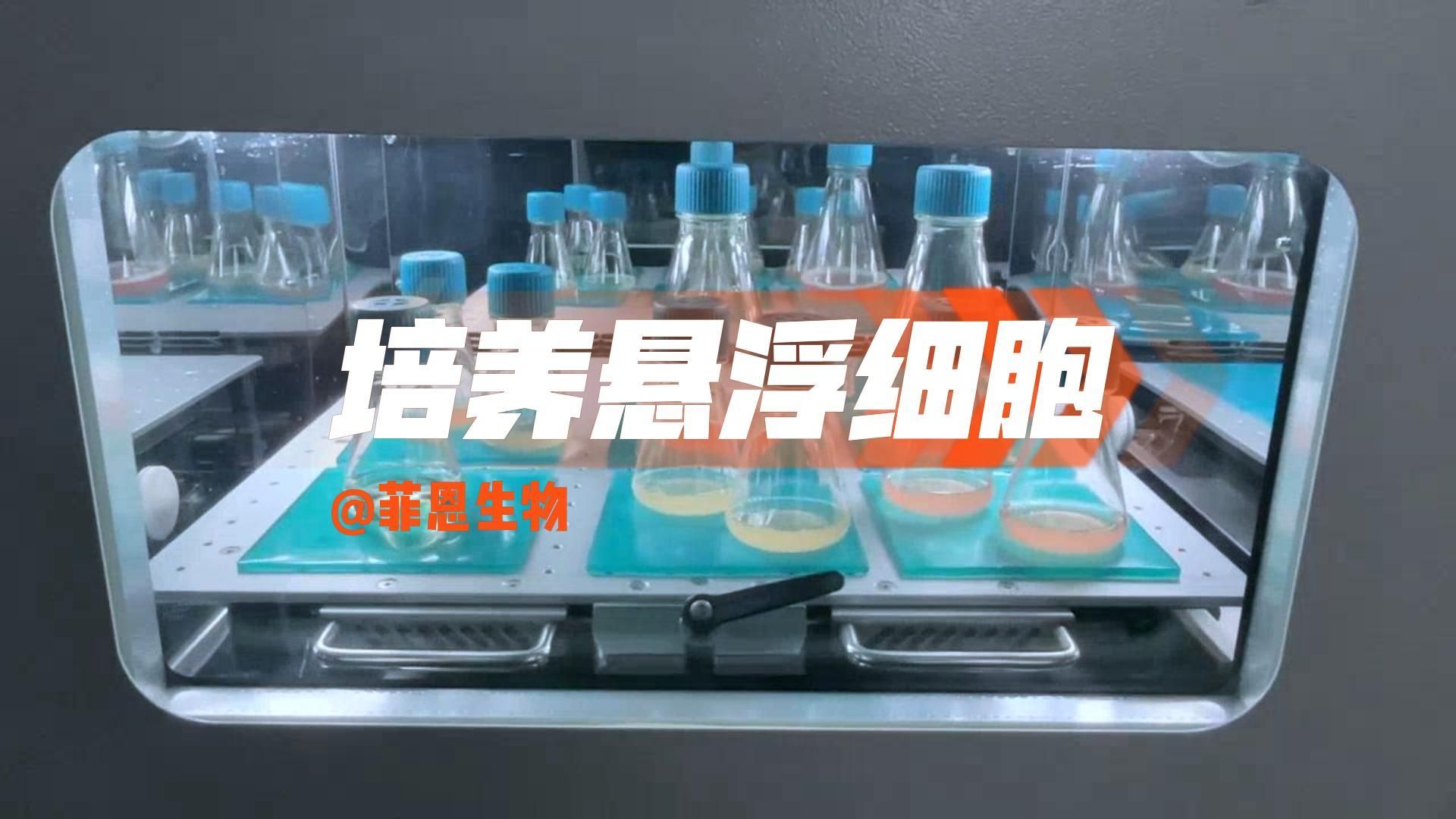带你做一遍悬浮细胞培养操作流程,主打一个手法娴熟