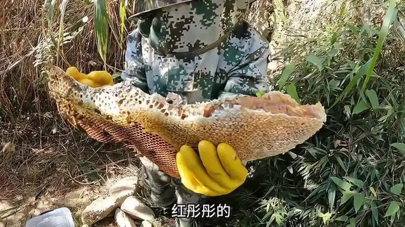 去年被遗忘的二手洞,再次找到并挖出饱满的野生枇杷蜜,真过瘾!